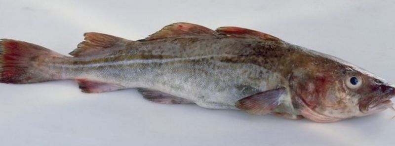 North Sea cod back on the menu, marine body says - BBC News