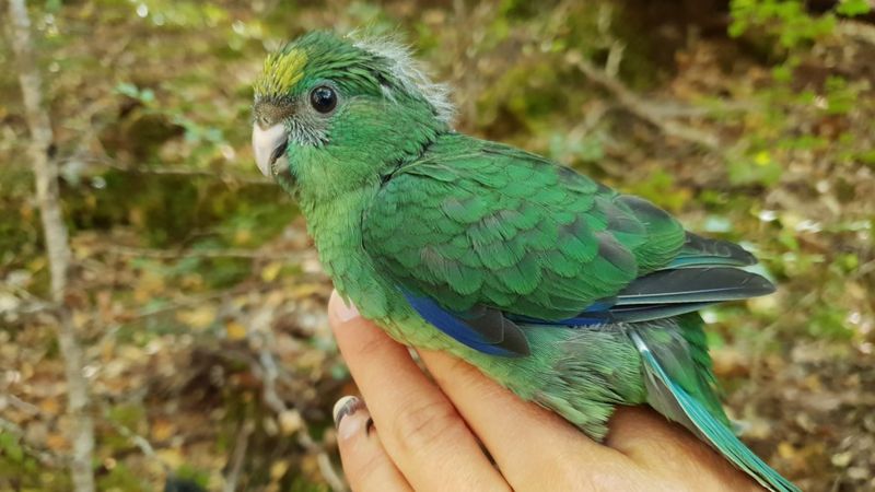 Rare New Zealand parakeet has best breeding season in decades - BBC News