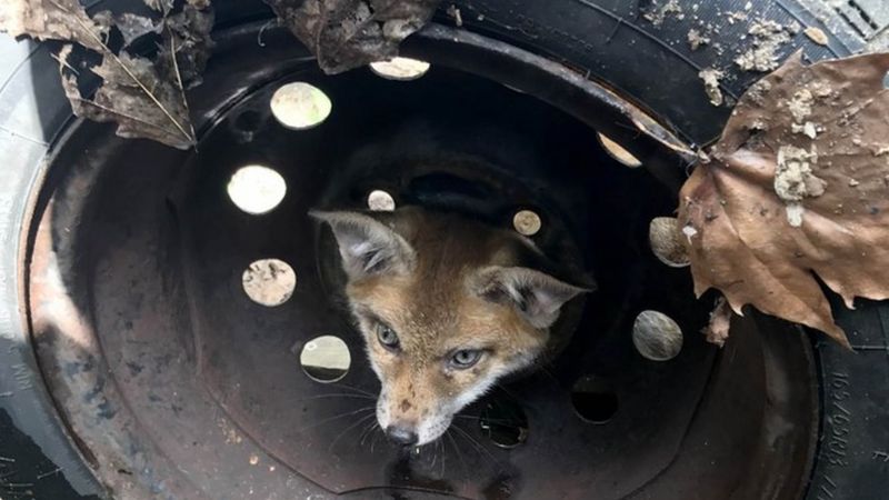 Five fox cubs rescued from old car wheels in a month in London - BBC News