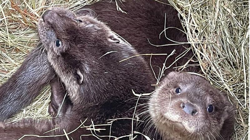 Rescued otters find new riverside home in the wild - BBC Newsround
