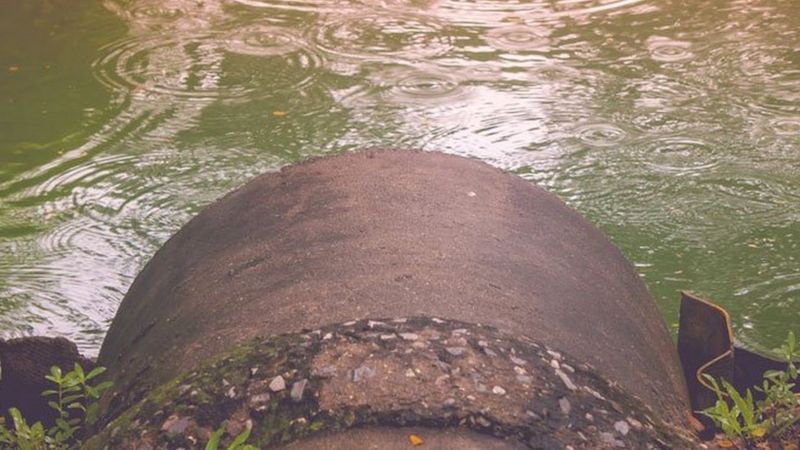 Rare sighting of first fossa pups born at Chester Zoo - BBC News