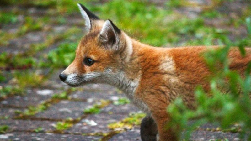 Your pictures of Scotland: 26 May - 2 June - BBC News