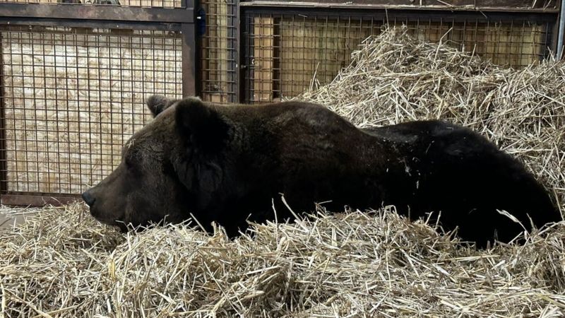 Man who rescued bear delighted at its new home - BBC News