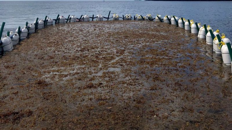 Climate change: Can an enormous seaweed farm help curb it? - BBC News