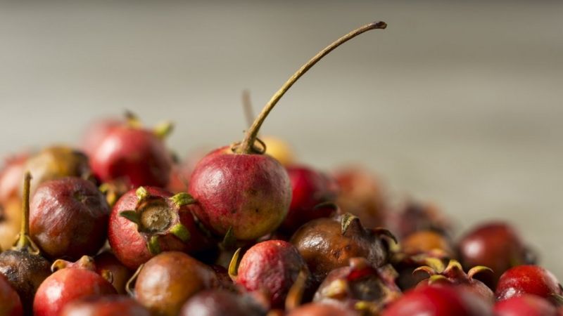 Maqui, murta y calafate: las maravillosas propiedades de los frutos ...