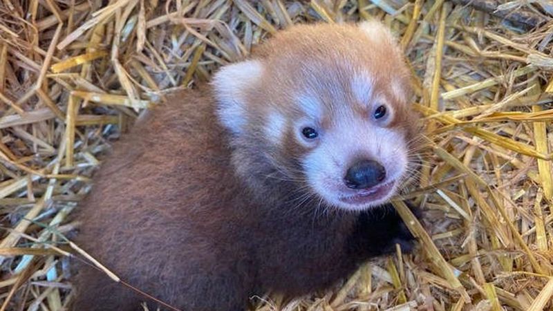 Endangered red panda cub born as Whipsnade Zoo reopened - BBC News