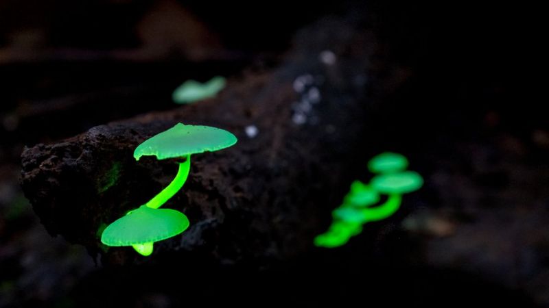 Glow in the dark plants and other bioluminescent creatures - BBC Newsround