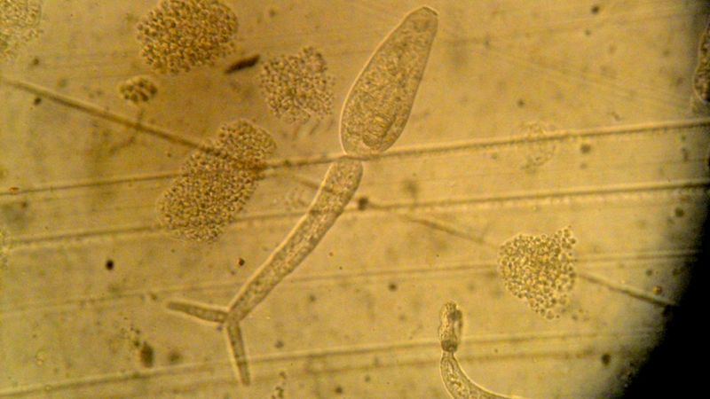 Recruiting prawns to fight river parasite - BBC News