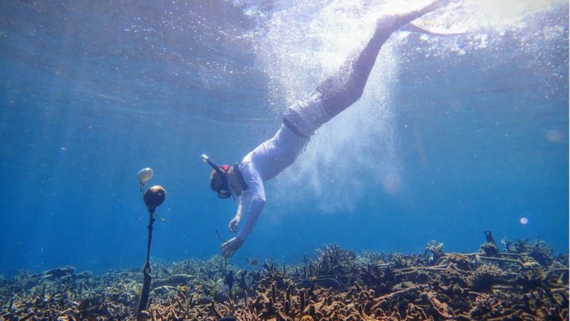Coral reef: Scientists record fish noises to show reef recovery - BBC ...