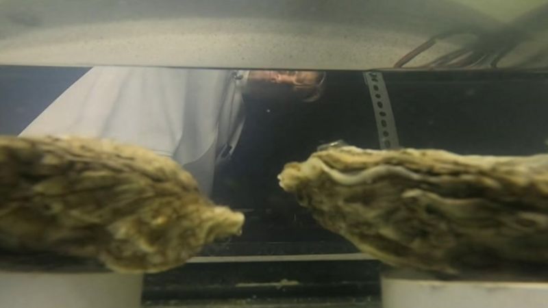 Oyster spawning predicted for 'first time in British seas' - BBC News