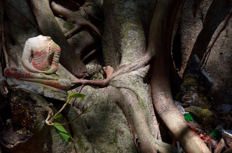 Your pictures on the theme of 'hidden' - BBC News