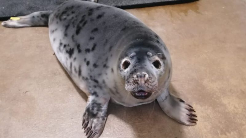 Hunstanton Sea Life centre installs seal pup recovery pool - BBC News