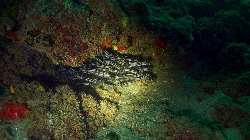 Human damage done to more than half of all rivers worldwide - BBC News