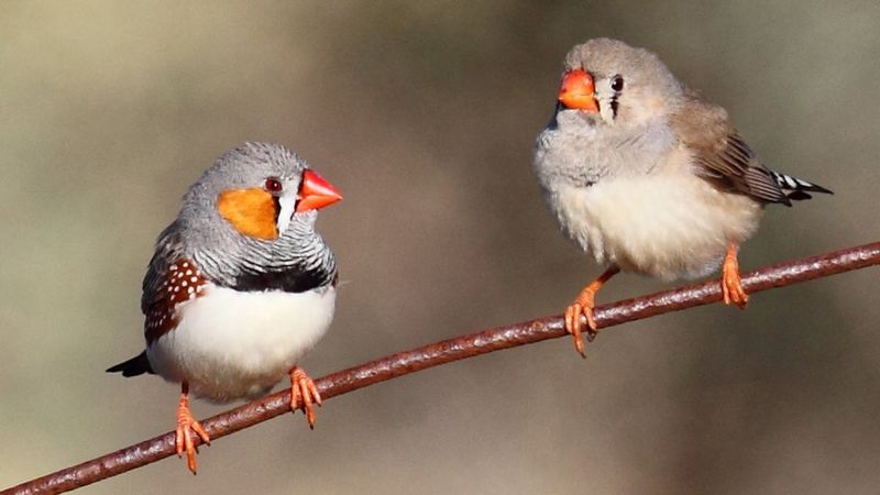 Zebra finch 'heat song' changes hatchling development - BBC News