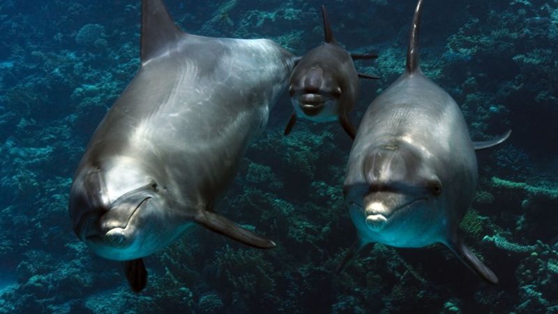 What can we expect in the first episode of Blue Planet II this weekend ...