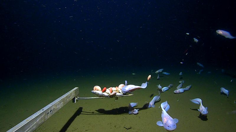 Deepest ever fish caught on camera off Japan - BBC News