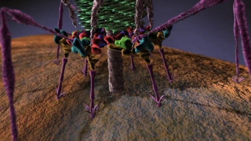 Therapy could stop superbugs on farms - BBC News