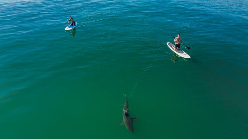 Drones are showing us sharks like never before - BBC News