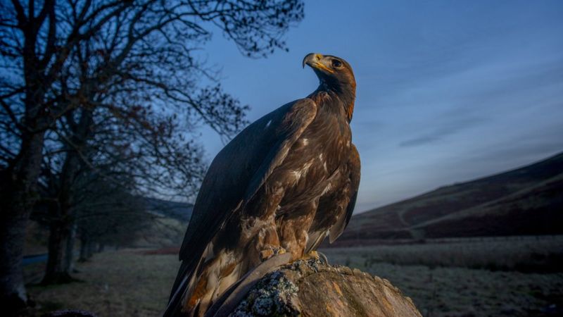 Golden eagles 'thrive in southern skies' - BBC News