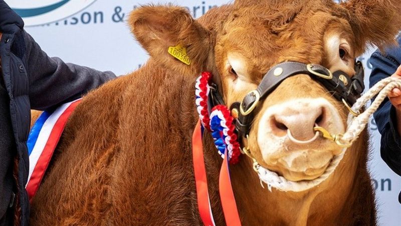 Rambo the Limousin bull sells for £189,000 by Conwy farmer - BBC News