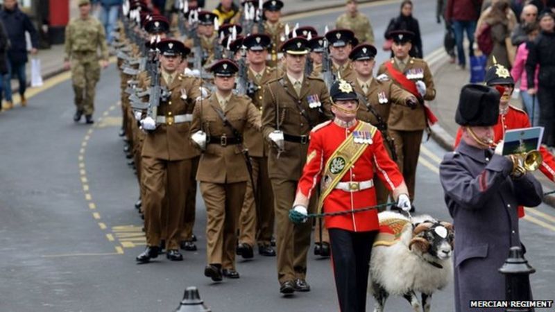 Army sheep Private Derby XXX promoted to Lance Corporal - BBC News