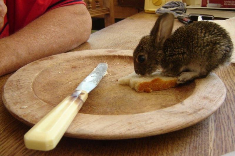 Your pictures: On toast - BBC News