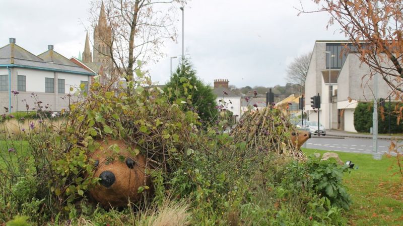 Truro roundabout hedgehogs 'hibernating' under sticks - BBC News