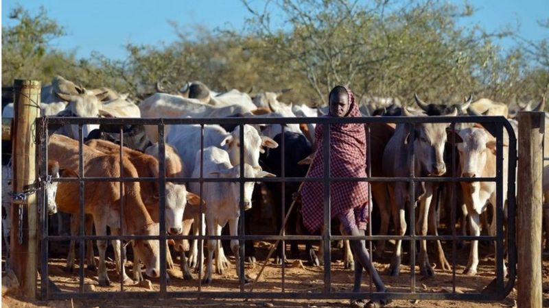 Are Kenya ranch invasions driven by drought or politics? - BBC News