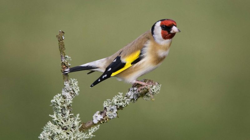 UK wildlife: British bird populations soaring - BBC Newsround