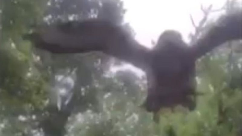 Why US bird attacks on humans are on rise - BBC News