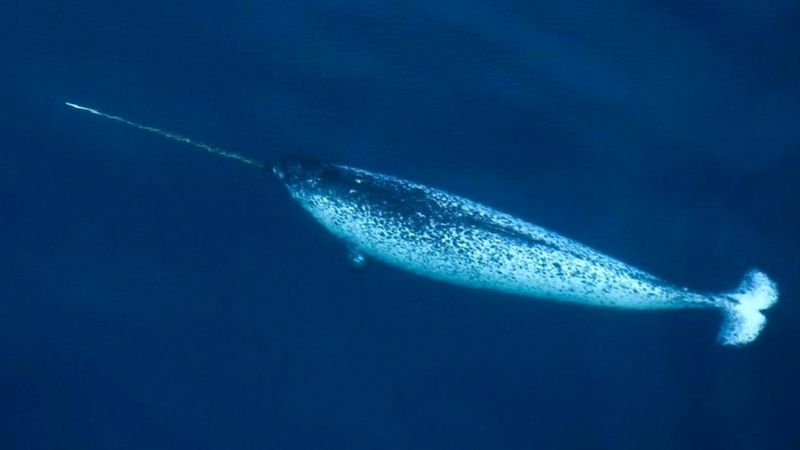 Climate Change: What Narwhal tusks can tell us about Arctic Sea ice ...