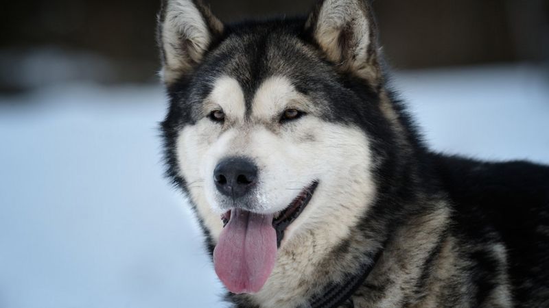 Labrador has been voted Britain's favourite dog breed - BBC Newsround