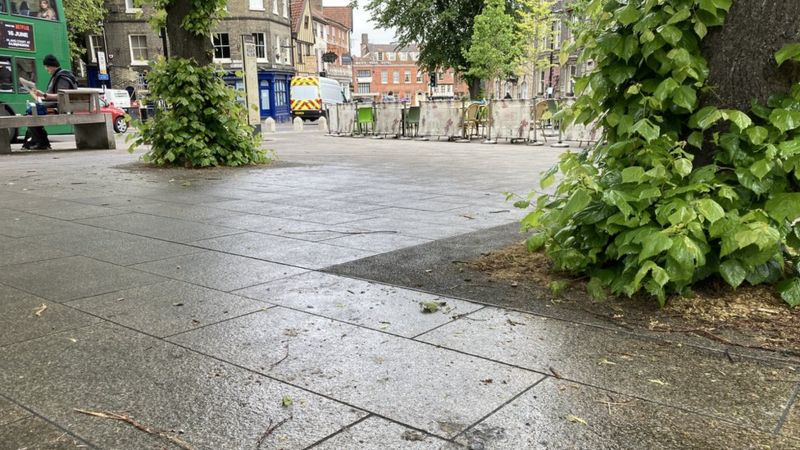 Norwich tree sap residue causes sticky streets across city - BBC News