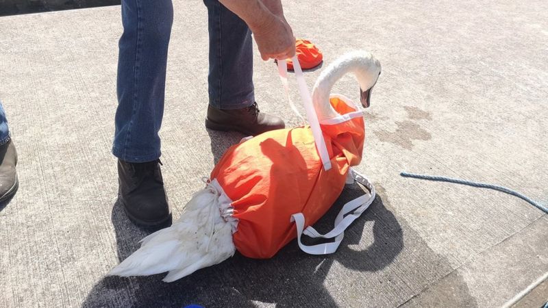 'Traumatic' scenes as swan kills 20 others in Pembroke - BBC News