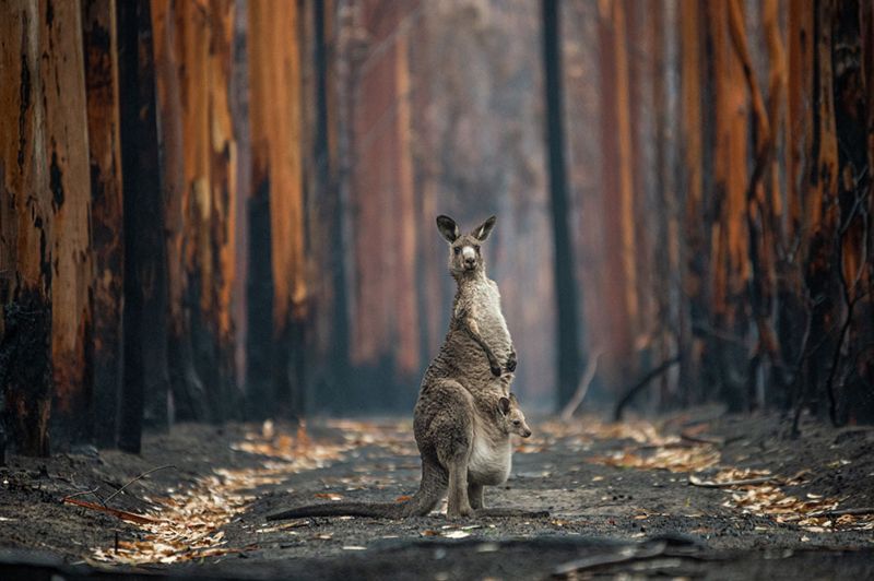 Wildlife Photographer of the Year People's Choice winner revealed - BBC ...