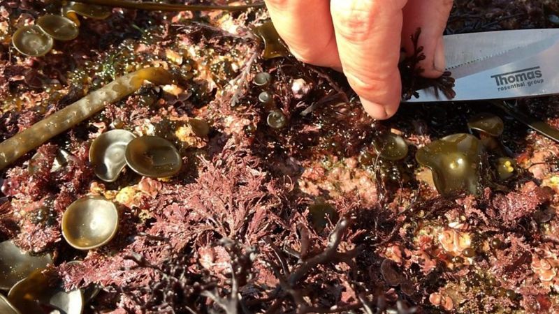 Can you survive on foraged food? - BBC News