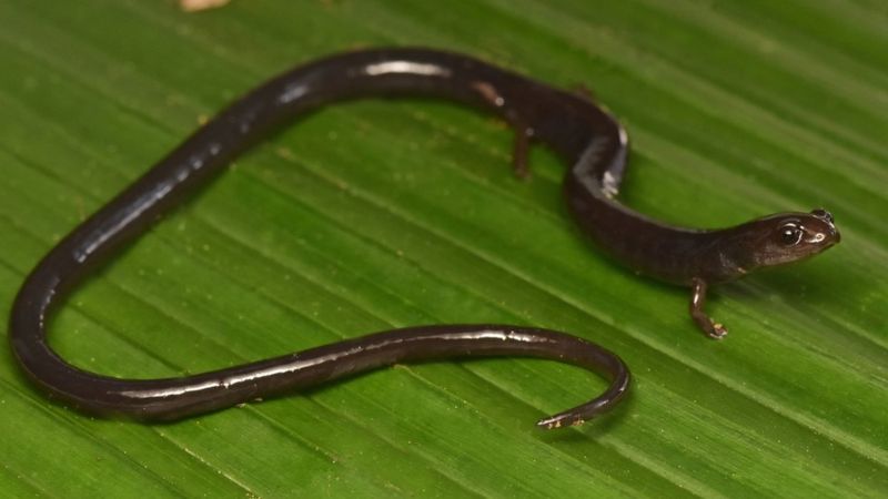 Los animales que se creían extintos hallados en la "Ciudad perdida del ...