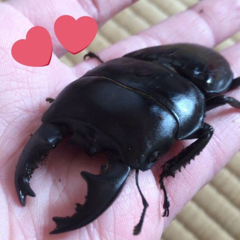 Beetle art: 'Sweet and curious' drawing beetle wins hearts online - BBC ...