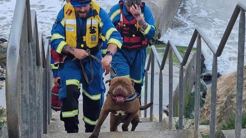 Ryhope Dene: Dog has lucky escape after falling 60ft - BBC News