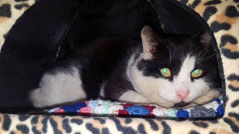 Cat dumped in Essex alley with gaffer-taped paws - BBC News