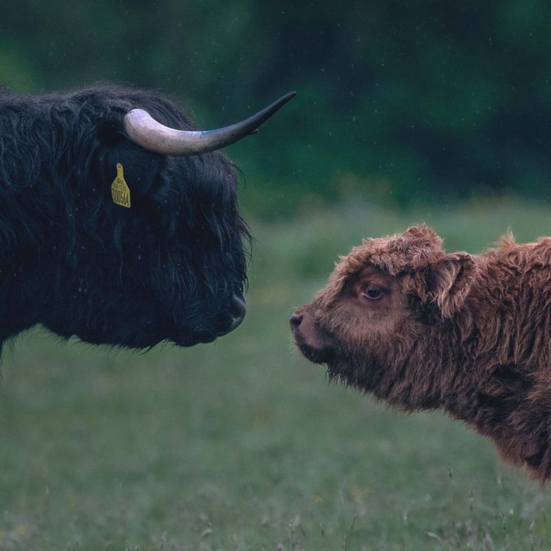 Your pictures of Scotland 15 - 22 May - BBC News