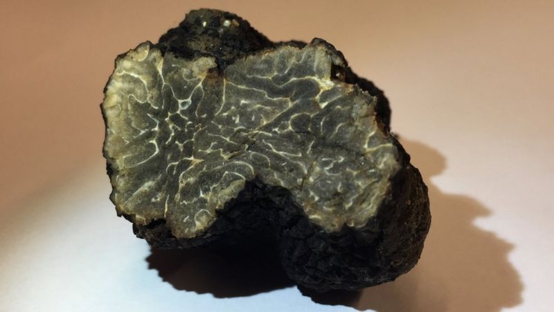 'Remarkable' truffle discovery on Paris rooftop raises hopes of more ...