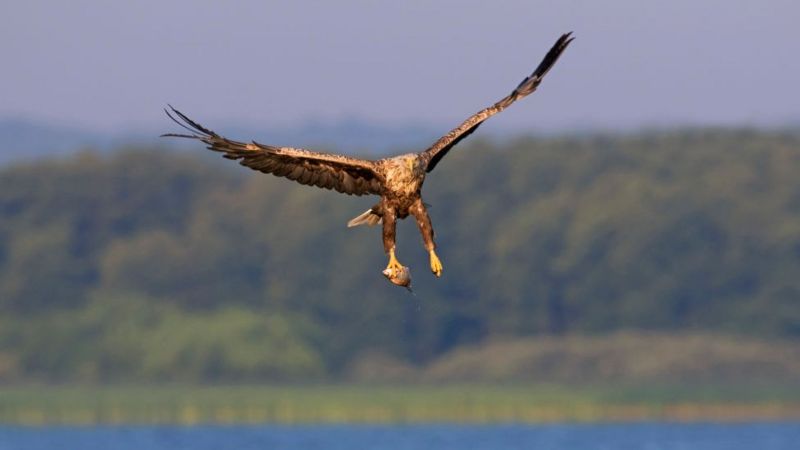 Rare white-tailed eagles return to England's skies - BBC Newsround