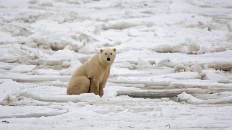 Sergey Ananov: Two days on ice with three polar bears - BBC News