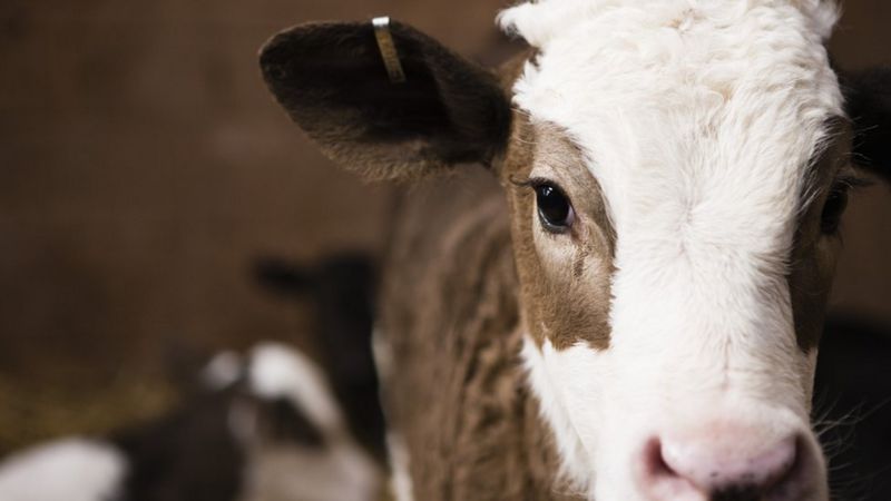'Mad cow disease' at Aberdeenshire farm after BSE confirmed - BBC News