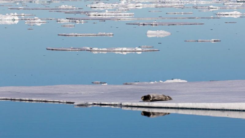 Climate change: 'Last refuge' for polar bears is vulnerable to warming ...