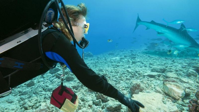 Las verdaderas razones por las que los tiburones atacan a los humanos ...