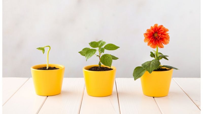 How flowering plants conquered the world - BBC News