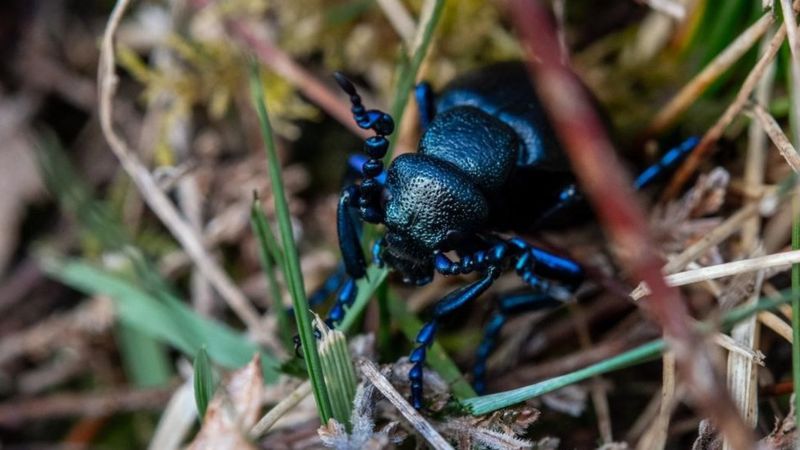 Rare black oil beetle returns to Kinver Edge heathland - BBC News