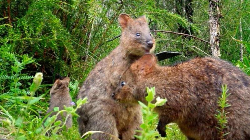 Quokka sighting brings hope for Northcliffe population - BBC News